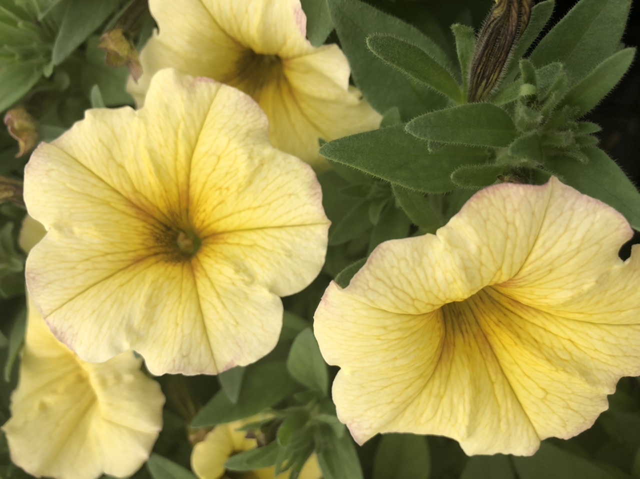 Supercal Light Yellow - 4 1/2” pot - Maas Floral & Greenhouse