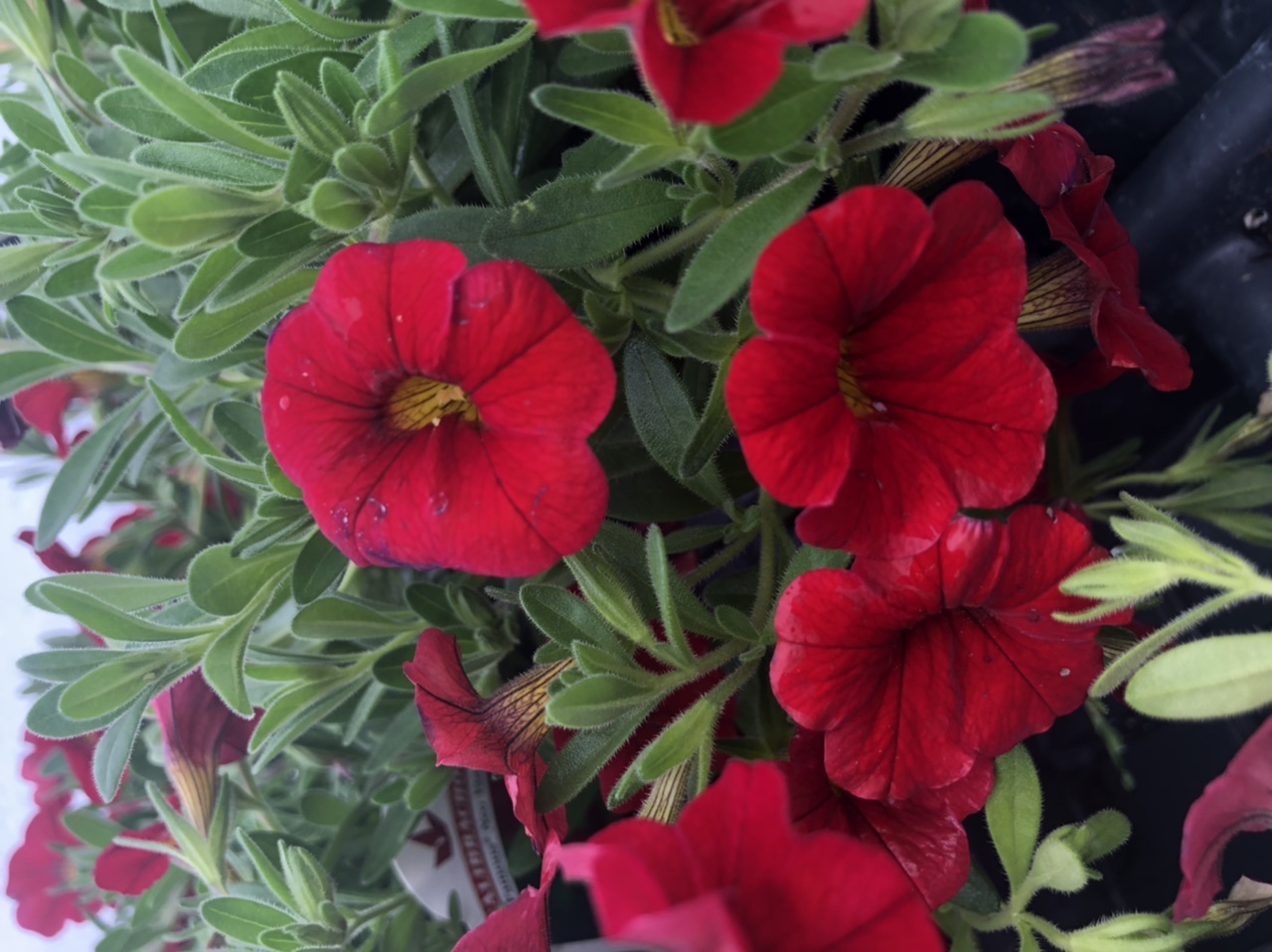 Calibrachoa MiniFamous Neo Vampire - 4 1/2" Pot - Maas Floral & Greenhouse